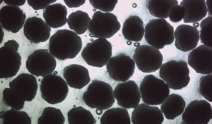 PHA-based microbeads biologically degrade in wastewater treatment ...